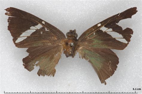 Porphyrogenes Passalus Type Specimens