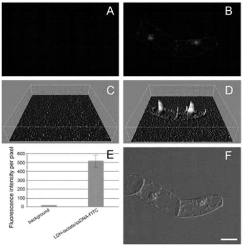 Method For Introducing Lactate Intercalated Ldh Layered Double Hydroxide Ultrathin Nanosheet