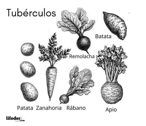 Diagrama De Tuberculos