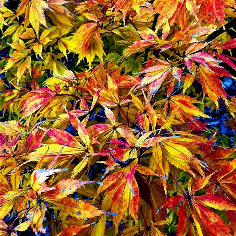 Mastering Fall Brilliance A Guide To Japanese Maple Fall Foliage