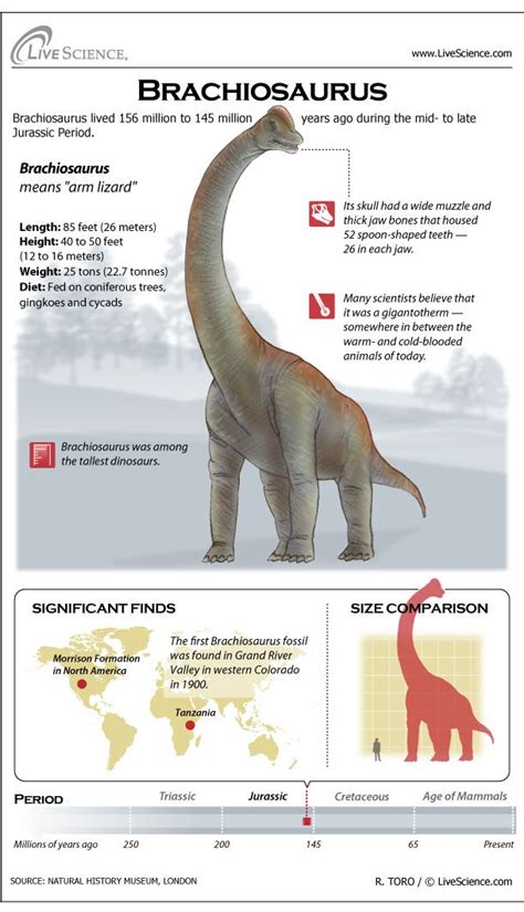 Brachiosaurus Facts About The Giraffe Like Dinosaur Live Science