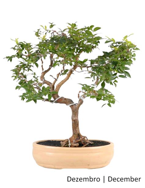Luso Bonsai Syzigium Indica Bonsai 26 Years