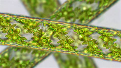 Hong Kong Start Up Reveals Liquid Microalgae Tech For Capturing Co2 R