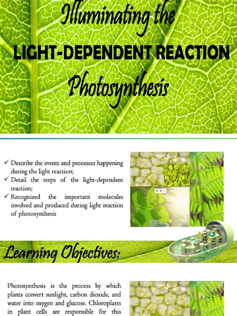 Light Dependent Reaction Pdf