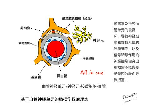 神经科医生手机必备图谱大全，赞！ 脑医汇 神外资讯 神介资讯