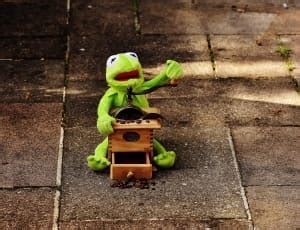 Kermit The Frog Free Image Peakpx