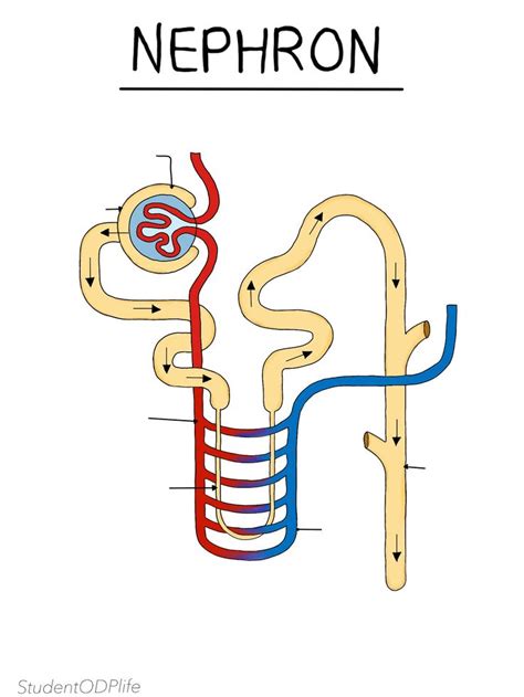Urinary System Nephron And Kidney Bundle UNLABELLED Etsy Biology Drawing Biology Diagrams