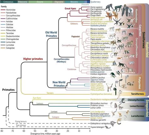 The Primate Genome Project Unlocks Hidden Secrets Of Primate Evolution