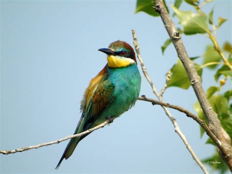 Pasari Din Romania Prigorie Merops Apiaster