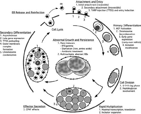 A Schematic Representation Of The Chlamydial Developmental Cycle 9