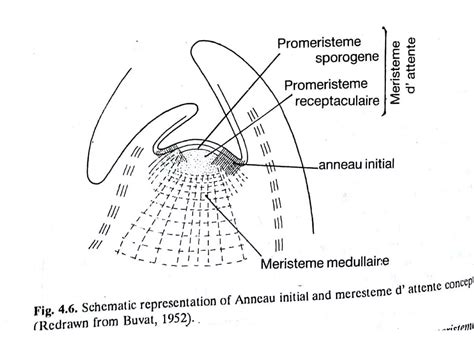 Theory Of Shoot Apical Meristem Pptx