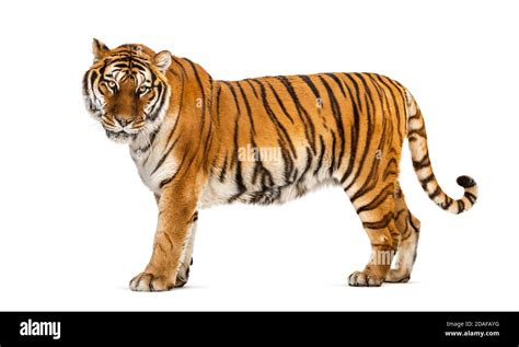 Tiger White Background Photo