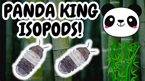 Panda King Isopod Unboxing And Enclosure Set Up Invertebrate Cubaris