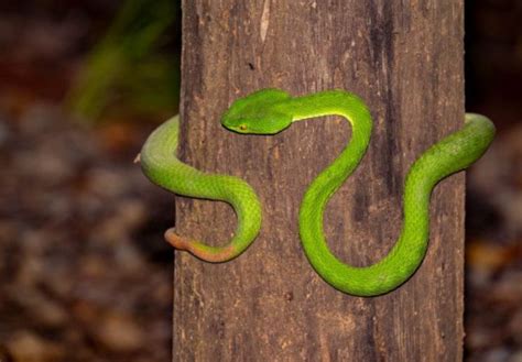Ular Kawat Tidak Berbisa Inilah 5 Jenis Ular Kecil Berbisa Yang Sering