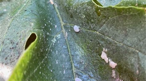 Uc Ag Expert Talk Vine Mealybug American Vineyard Magazine