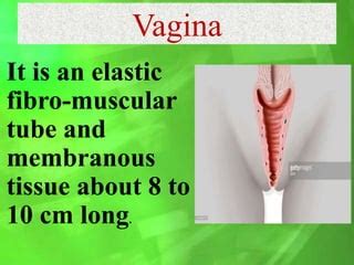 Female Reproductive System Pptx