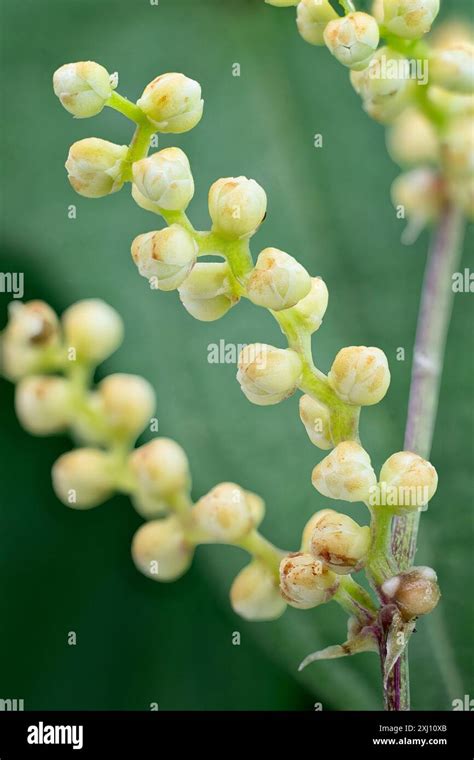 Chinese Yam Dioscorea Polystachya Dioscoreaceae Perennial Climbing