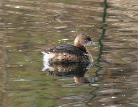 Pied Billed Grebe Podilymbus Podiceps In Winter The Firefly Forest