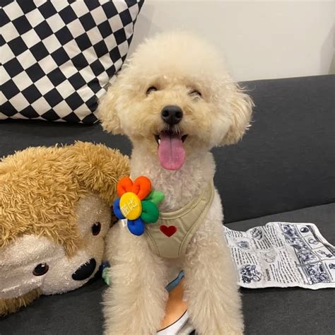 Coopy酷比 Coopy0822 • Instagram Photos And Videos