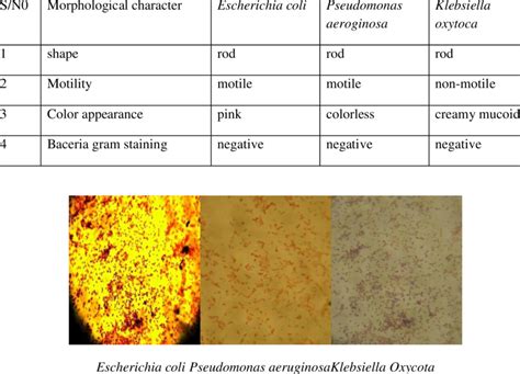 Morphological Identification Of Pathogenic Bacteria Download