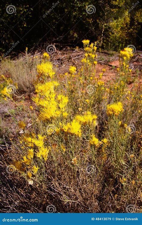Yellow Wildflowers Stock Image Image Of Wild Kolob 48413079
