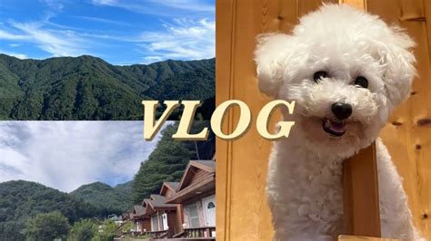 Vlog 여행 브이로그 가평애견펜션 추석연휴 2박3일 가평여행🚗 아름마루독채펜션삼겹살소고기백숙복분자와인