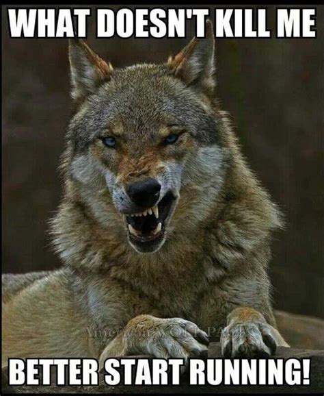 Wolf Pack Meme Wolves Howling At The Sky Ominous Pack Behavior