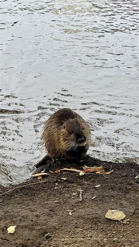 Vertical Photo Of A Nutria Holding A Piece Of Bread On The Riverbank In Prague Stock Image