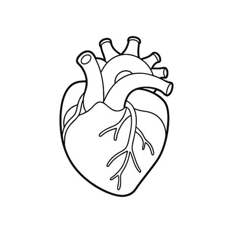 Real Heart Outline Vectors And Illustrations For Free Download Freepik