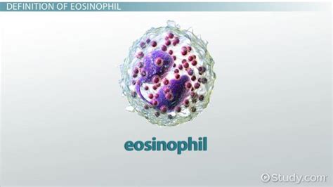 Eosinophil Formation Function And Disorders Lesson