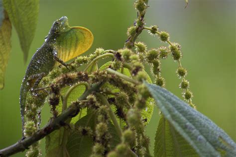 Troya Anolis Gemmosus Dewlap Anole Annals