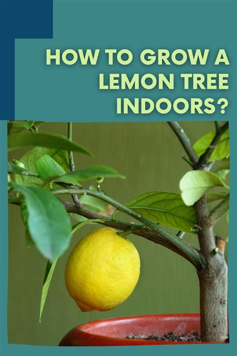 How To Grow A Lemon Tree Indoors Artofit