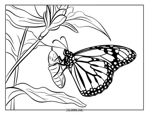Free Coloring Pages Butterflies Unleash Your Creativity With Beautiful