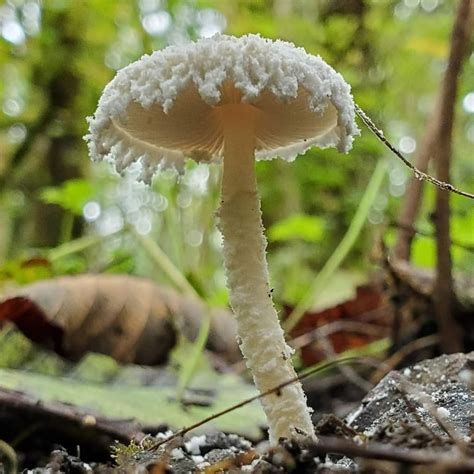 Just Some Mushrooms I Think Are Neat Straylights Stray Thoughts