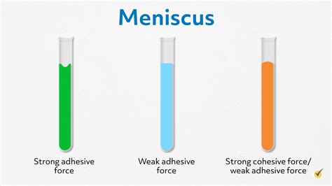 Cohesion And Adhesion Meniscus