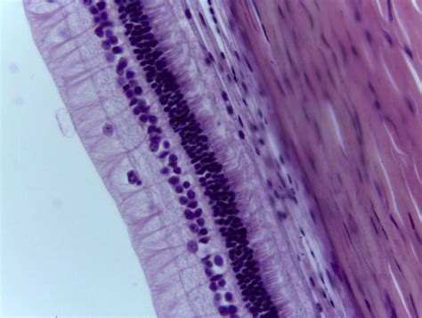 Histology Eye 2 Diagram Quizlet