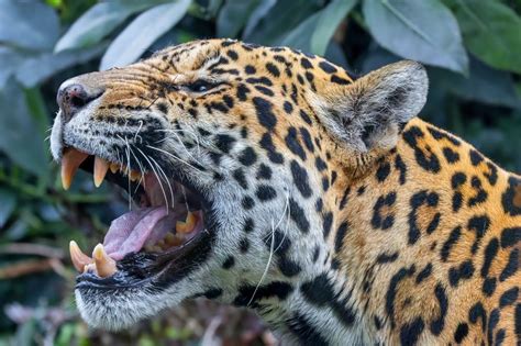 King Of The Jungle Exploring Lion Behaviors Diet And Social Structure Lions Tigers And Bears