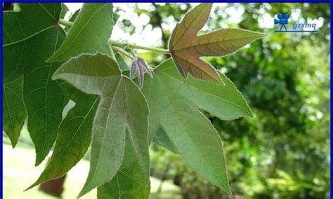 枫香树和三角枫有什么区别？如何区分它们的特征？花植网