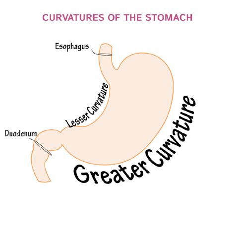 Gross Anatomy Glossary Stomach Anatomy Ditki Medical And Biological