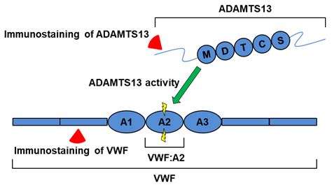 Assaying Adamts13 Activity As A Potential Prognostic Biomarker For Sinusoidal Obstruction