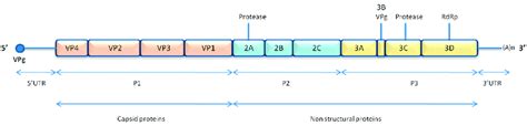 Enterovirus Genome Organisation Download Scientific Diagram