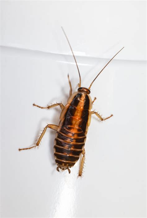 German Cockroach Blattella Germanica Karitseuindexphp2025