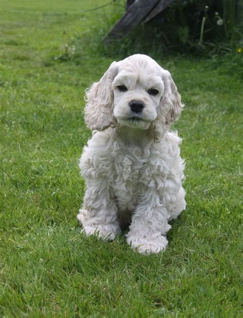American Cocker Spaniel Puppy 9wk Silver Buff Kuvia