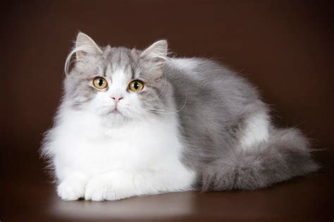 Page 28 Scottish Cat Images Free Download On Freepik