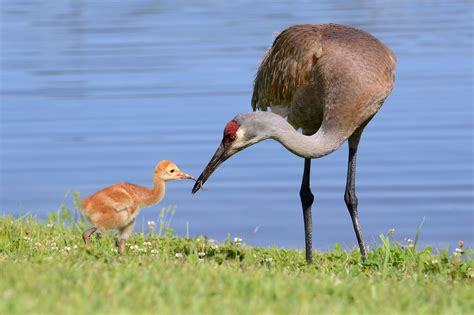 Sandhill Crane The Canadian Encyclopedia