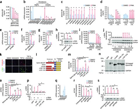Adam10 Mediated Sephrin B2 Generation Is Required For Tgf β1 Induced