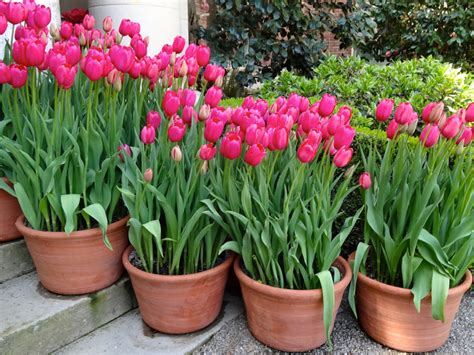Planting Bulbs In Pots How I Grew Tulips In My Garage Hope And Hedges