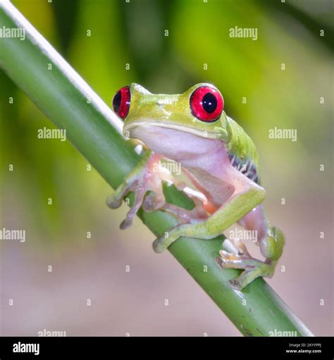Red Eyed Tree Frog Agalychnis Callidryas Portrait At Sunny Day Osa