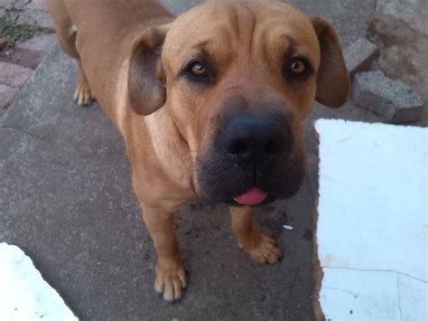 10 Boerboel Mixes That Will Surprise You