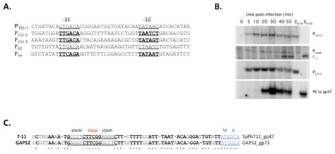 Kinetics Of Accumulation Ofσ⁷⁰ Dependent Transcripts During 7 11 Download Scientific Diagram